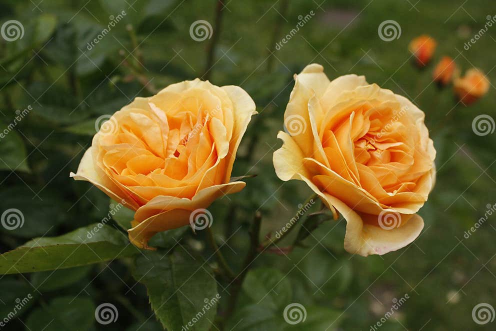 Twin roses stock photo. Image of bloom, flora, nature - 10009910