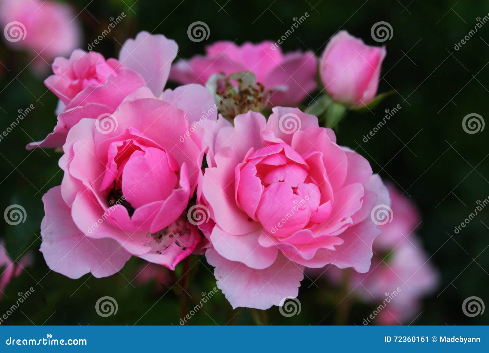 Twin roses stock image. Image of nature, view, roses - 72360161