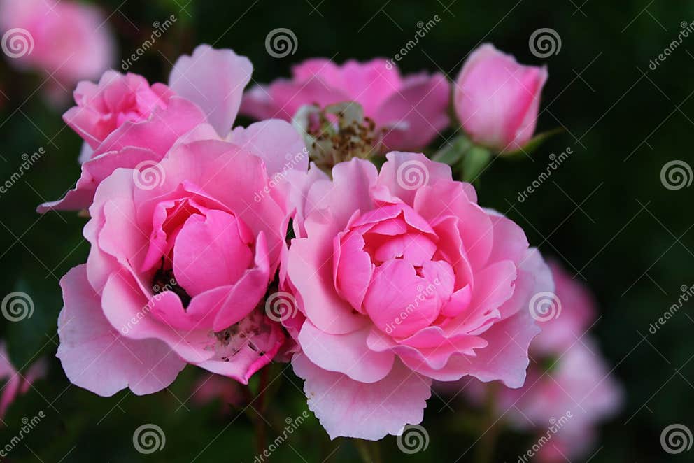 Twin roses stock image. Image of nature, view, roses - 72360161