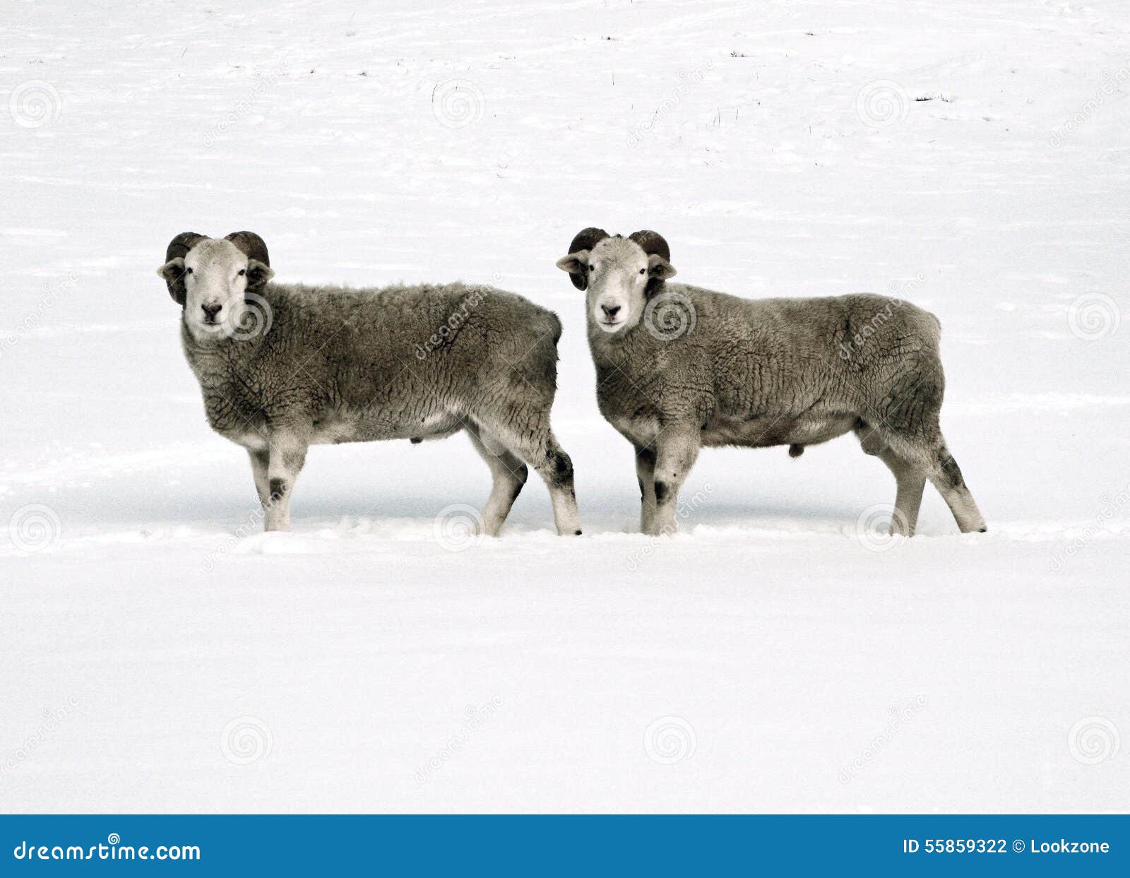 Twin Sheep stock photo. Image of farms, farmyard, farming - 55859322