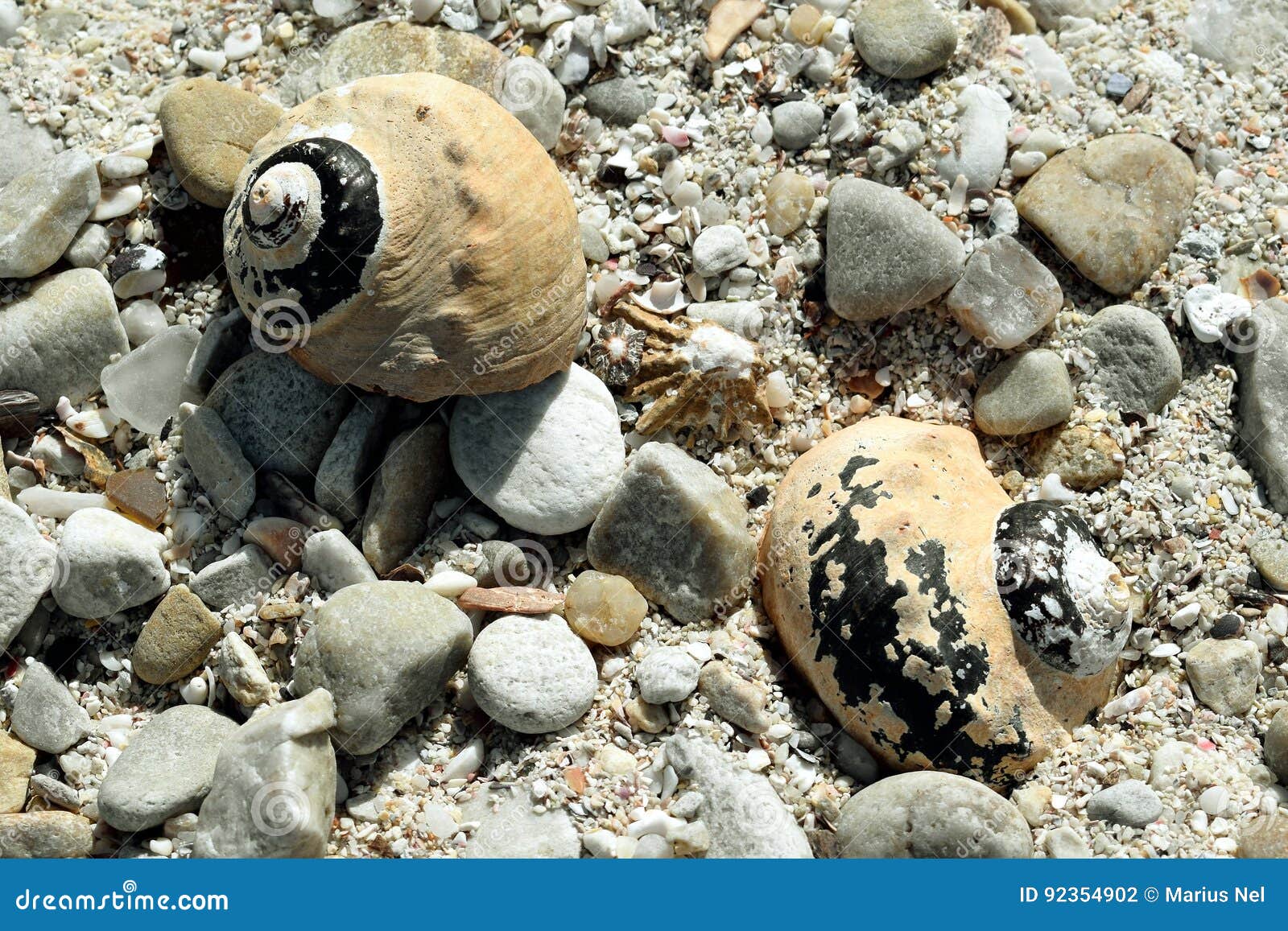 Twin shells stock photo. Image of stones, still, zoological - 92354902