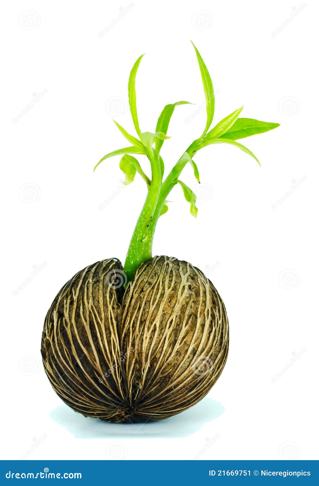 Small Trees With Seeds