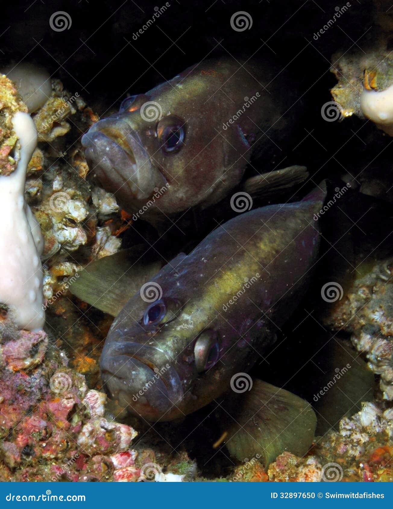 Twin Soapfish stock photo. Image of nature, rypticus - 32897650