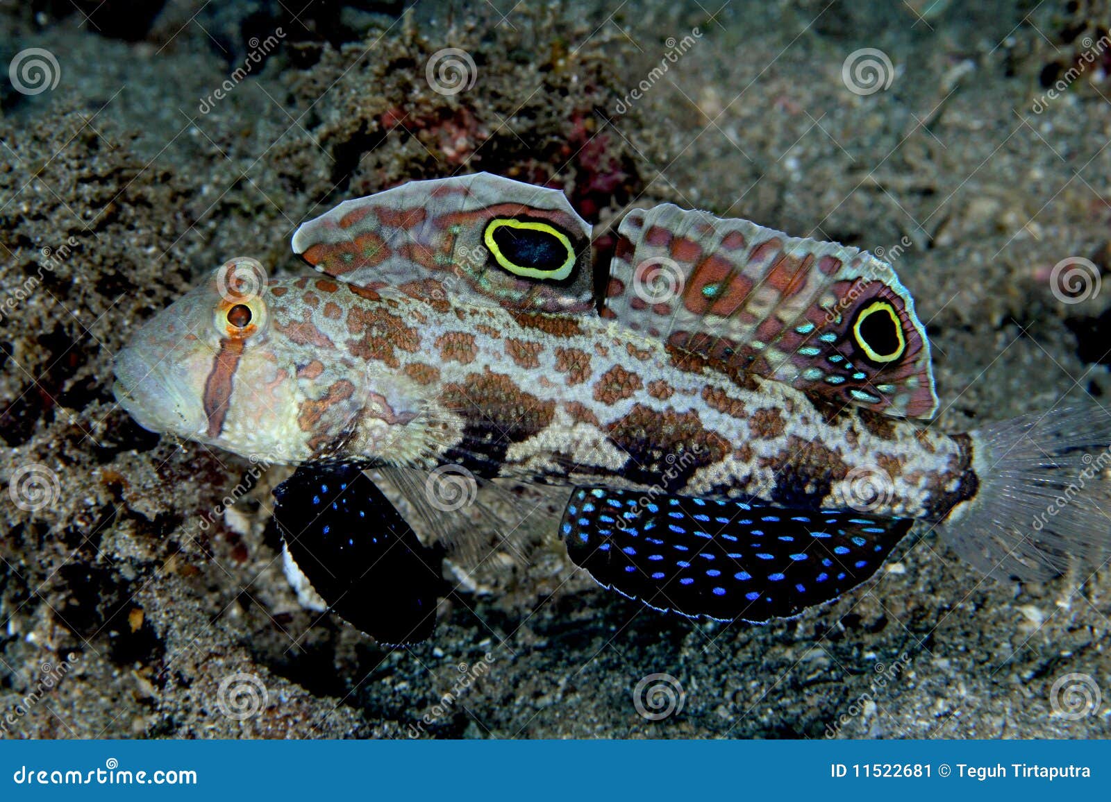 Twin spot goby fish stock image. Image of twin, spot - 11522681