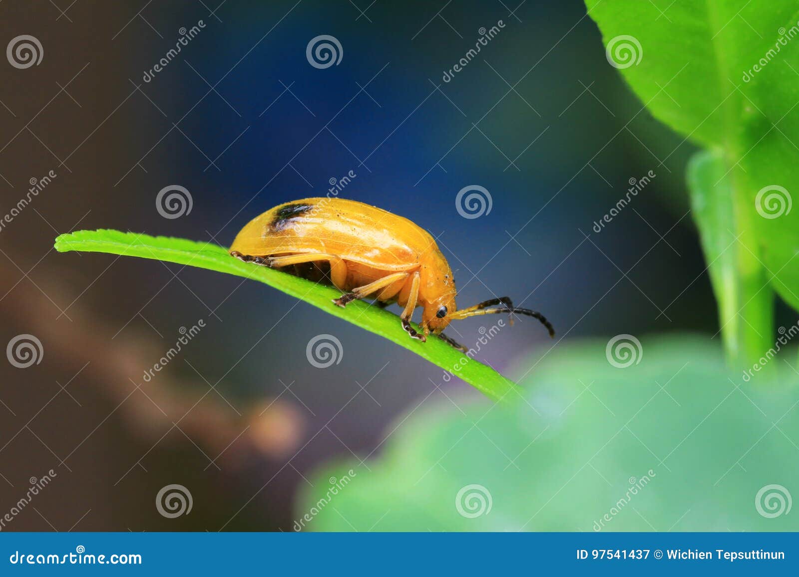 Twin Spotted Beetle Macro stock image. Image of yellow - 97541437