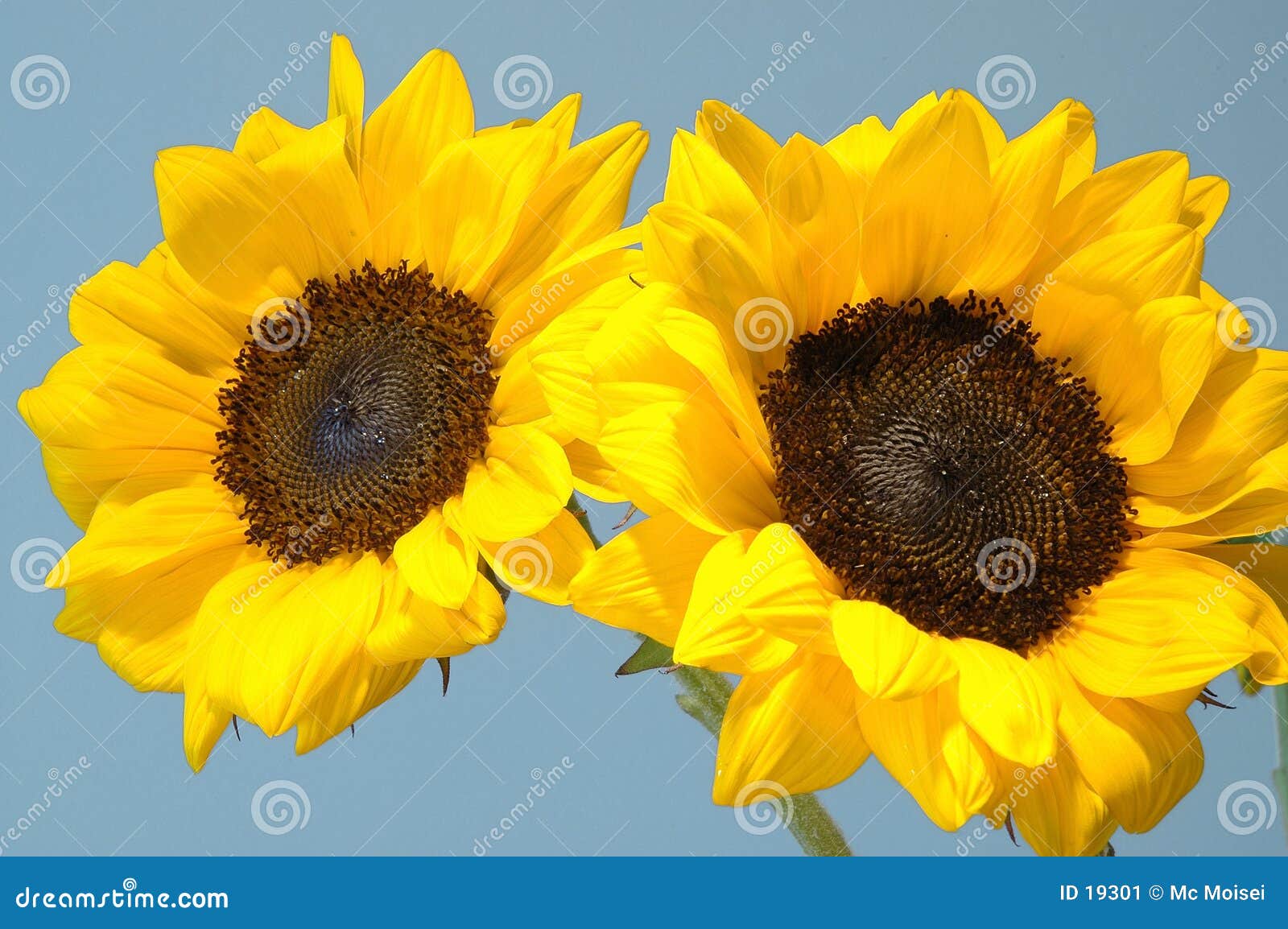 Twin Sunflowers Picture. Image: 19301