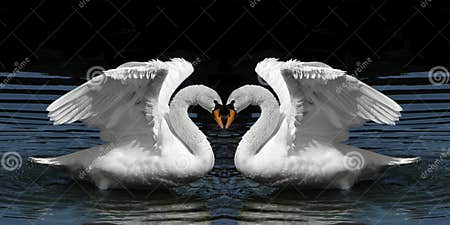 Twin Swans Facing To Create Heart Shape Stock Photo - Image of white ...