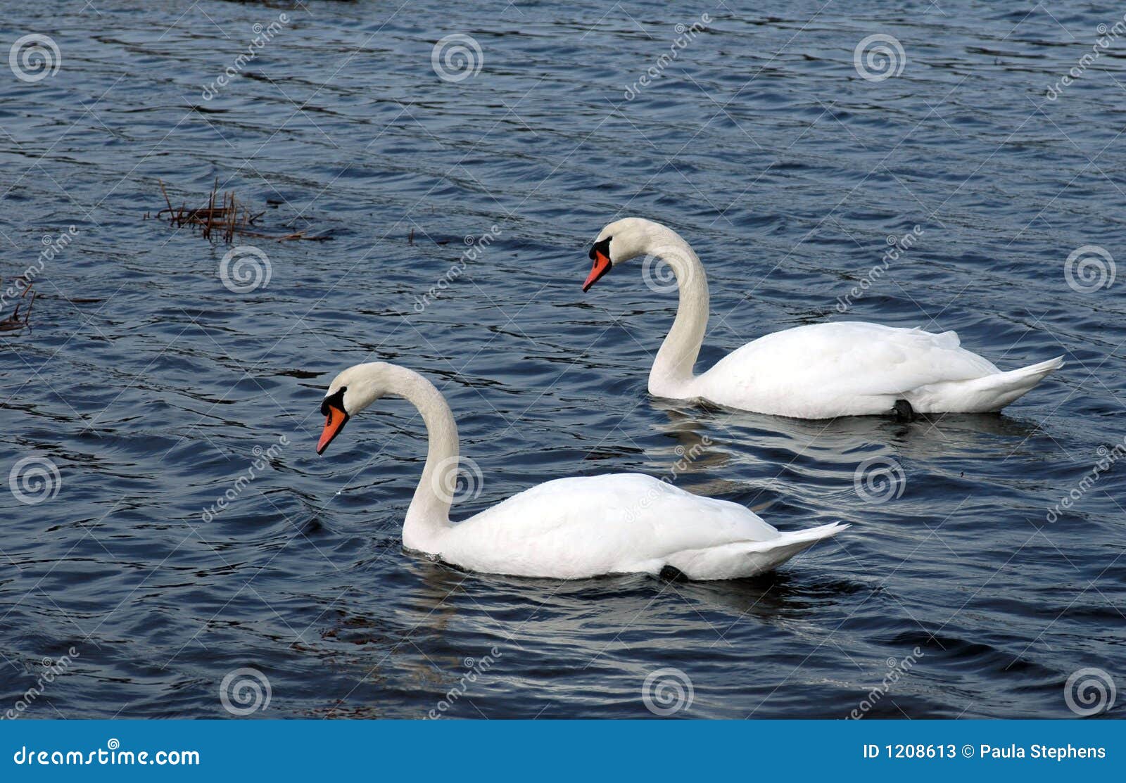 Twin Swans Swimming in Blue Water Stock Image - Image of float, ripples ...