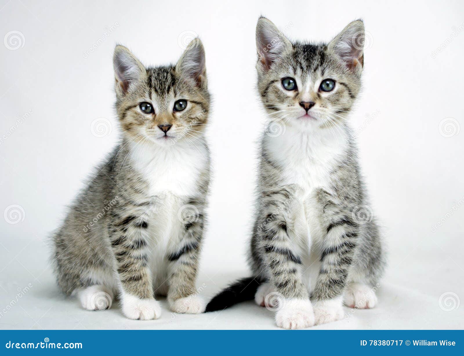 Two Tabby Kittens On White Stock Image 22417465