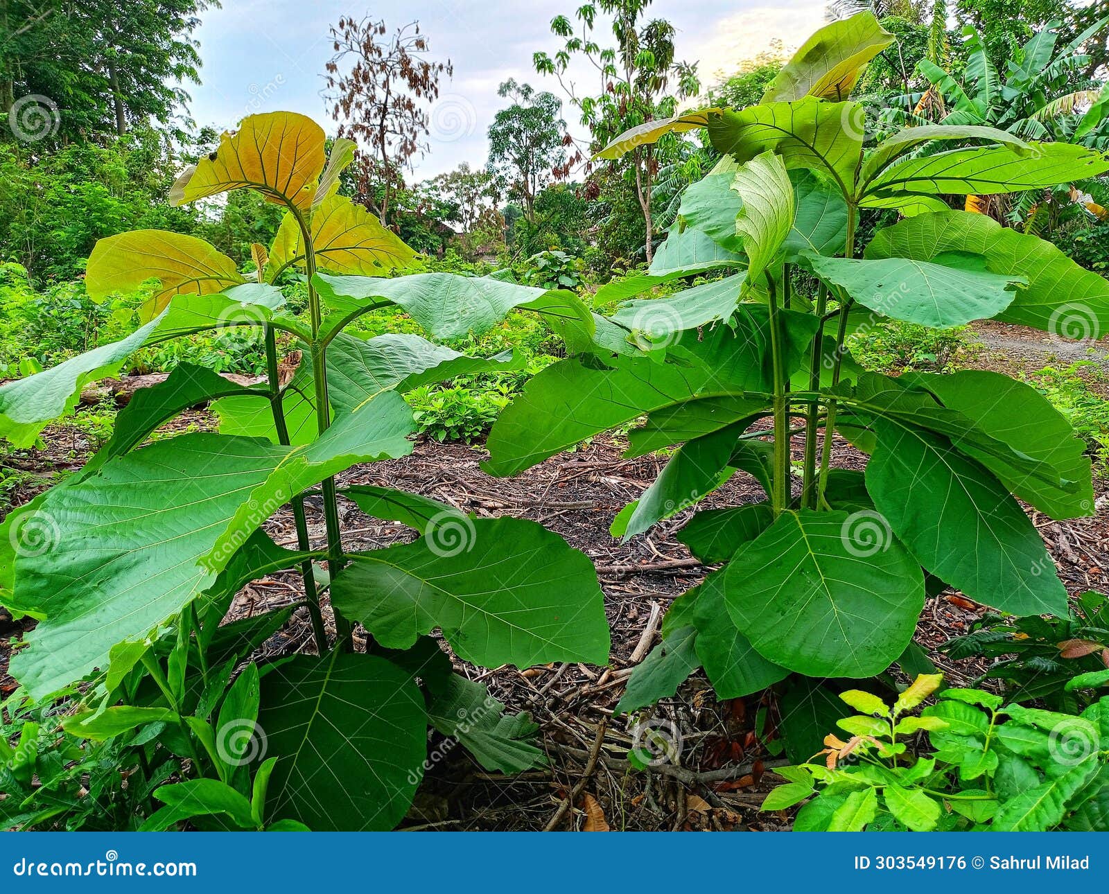 Twin Teak Trees Grow Side by Side Stock Photo - Image of beauty, asian ...