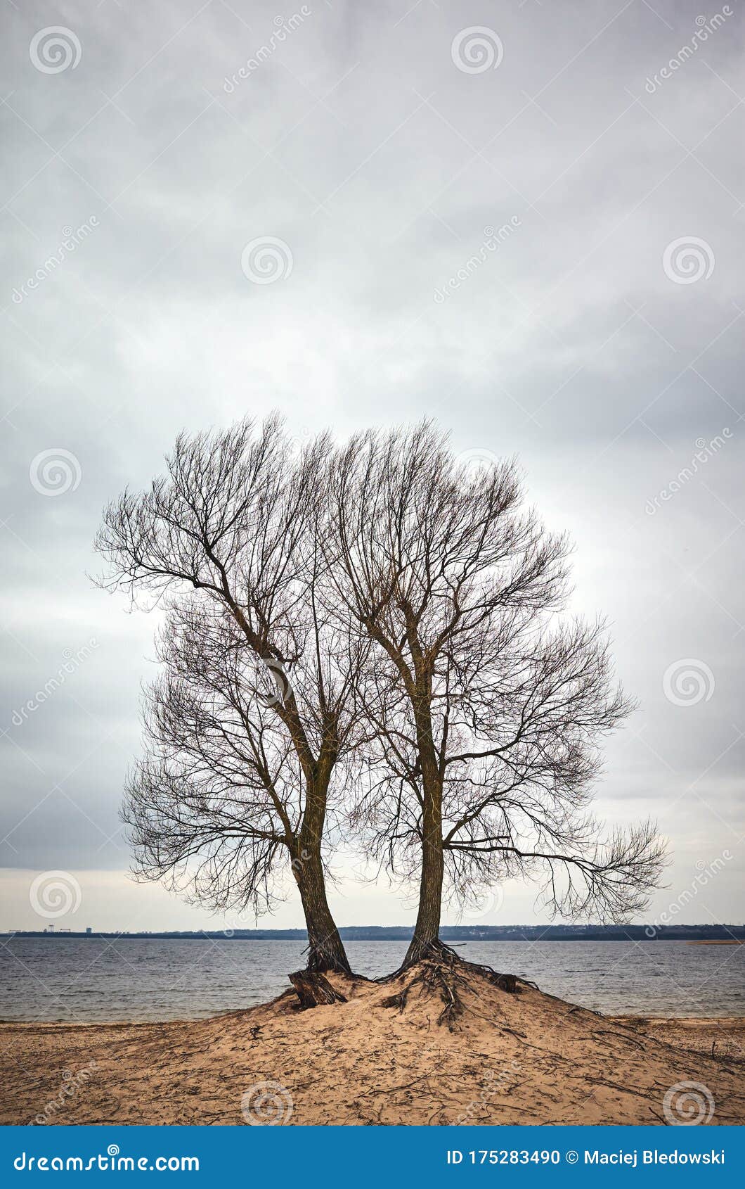Twin Tree on a Beach, Color Toning Applied Stock Photo - Image of ...