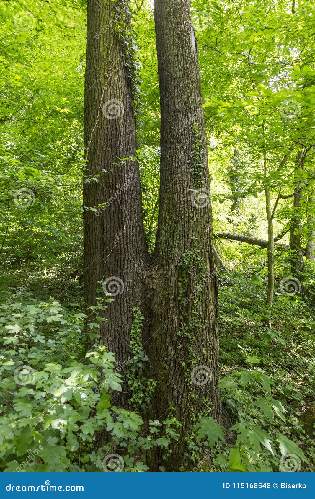 Twin Tree in the Green Forrest Stock Photo - Image of ecology, oxygen ...