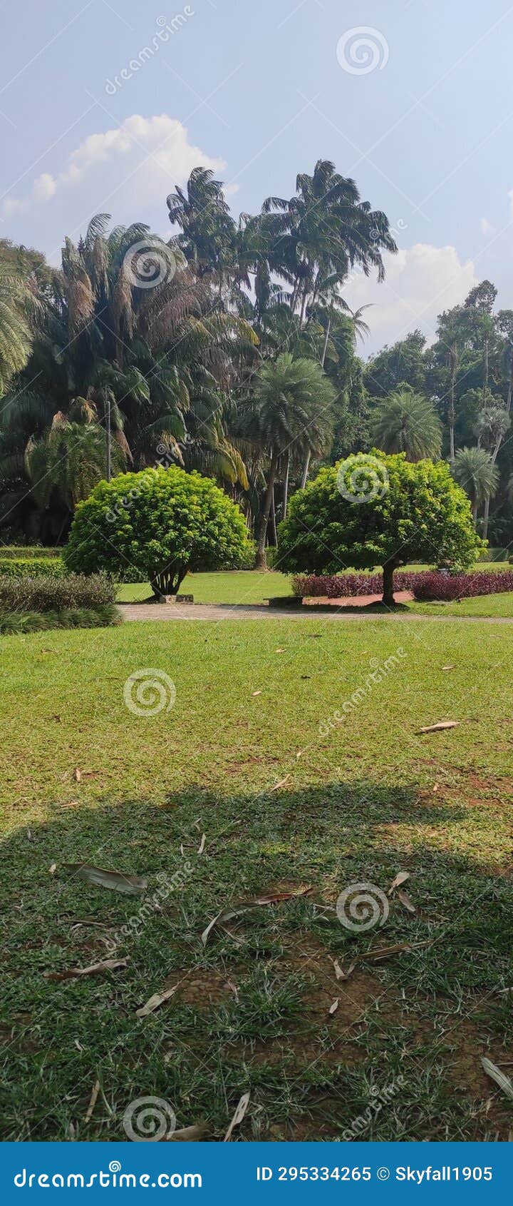 Twin Tree Wallpaper . Green Background . Nature Wallpapers . Royalty ...