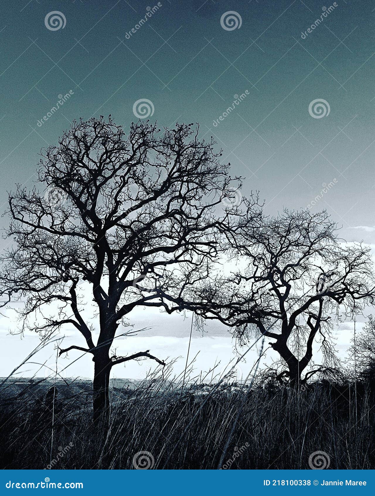 Twin Tree Wallpaper . Green Background . Nature Wallpapers . Royalty ...