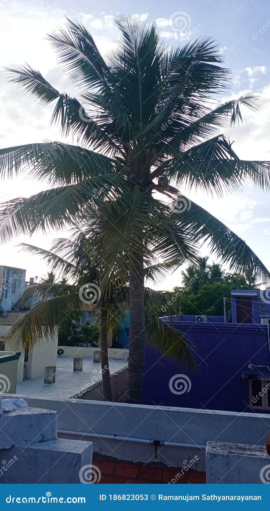 The Twin Tree Towers, Near Gyeongbokgung Palace, Showcase Modern ...