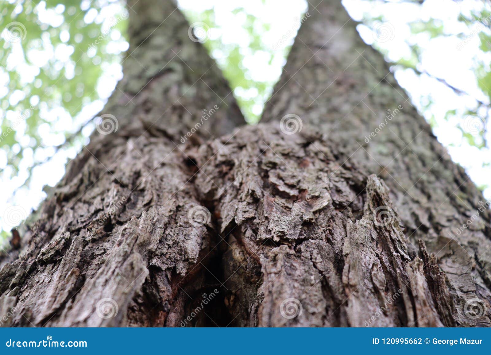 Twin Tree Wallpaper . Green Background . Nature Wallpapers . Royalty ...