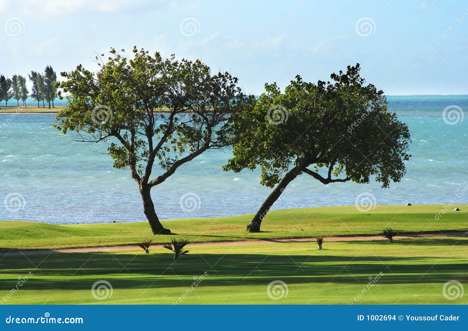 Twin trees stock photo. Image of natural, lawn, nature - 1002694