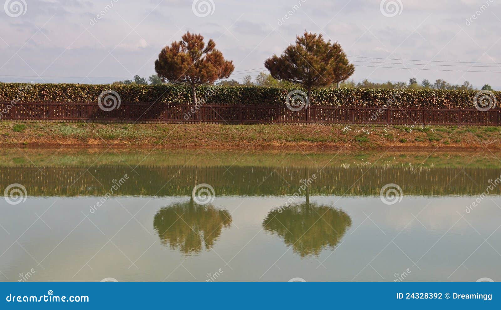 Twin trees stock photo. Image of together, water, parallel - 24328392