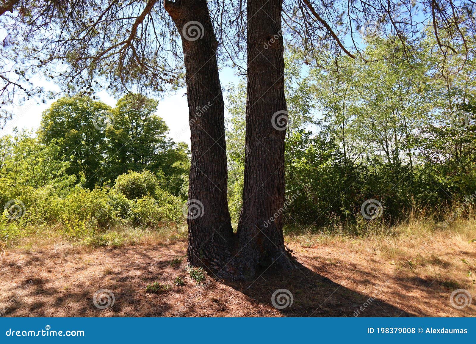 Twin Trees: Double Trunk: Curiosity of Nature Stock Photo - Image of ...