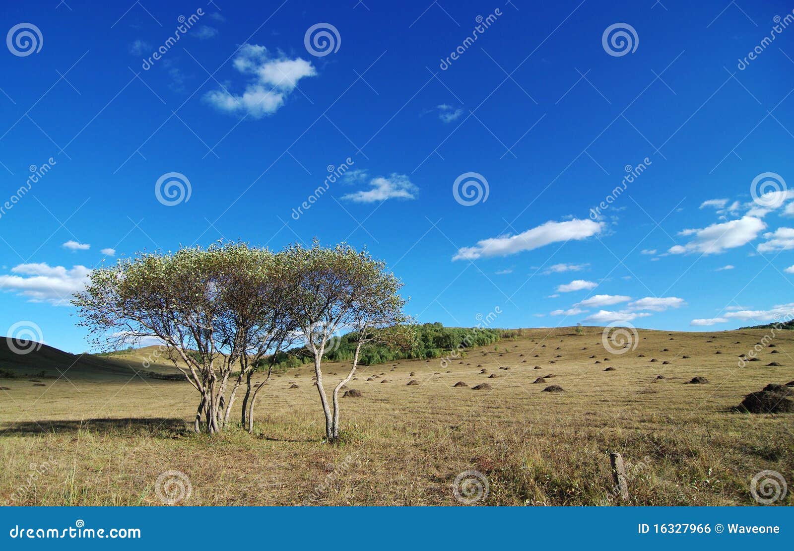 Twin trees on hills stock photo. Image of hills, twin - 16327966