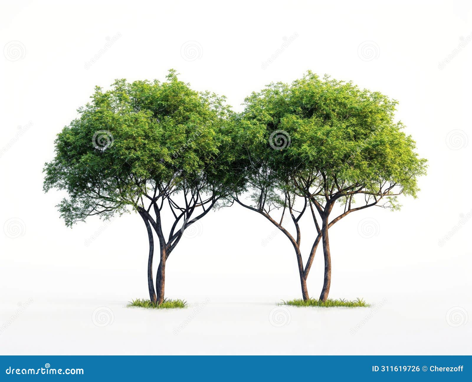 Twin Trees Isolated on White Stock Photo - Image of unity, symmetrical ...