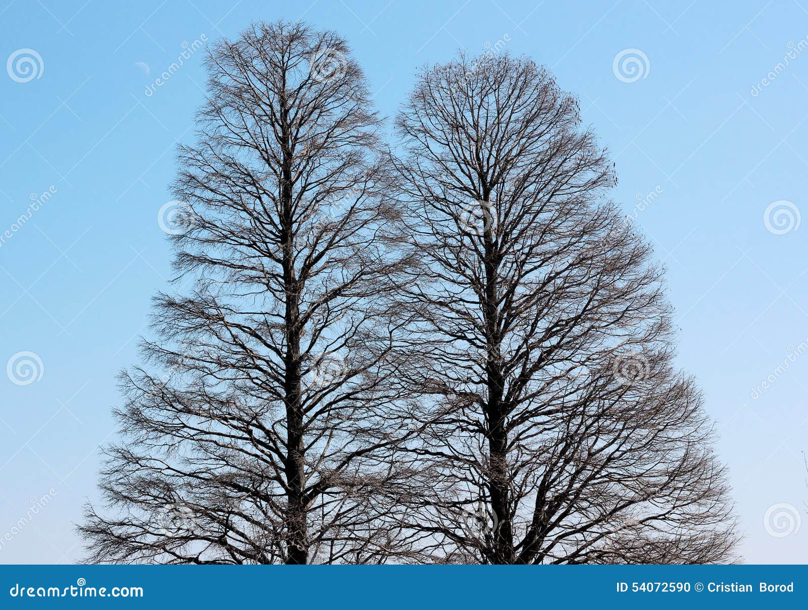 Twin trees stock photo. Image of trees, landscape, forest - 54072590