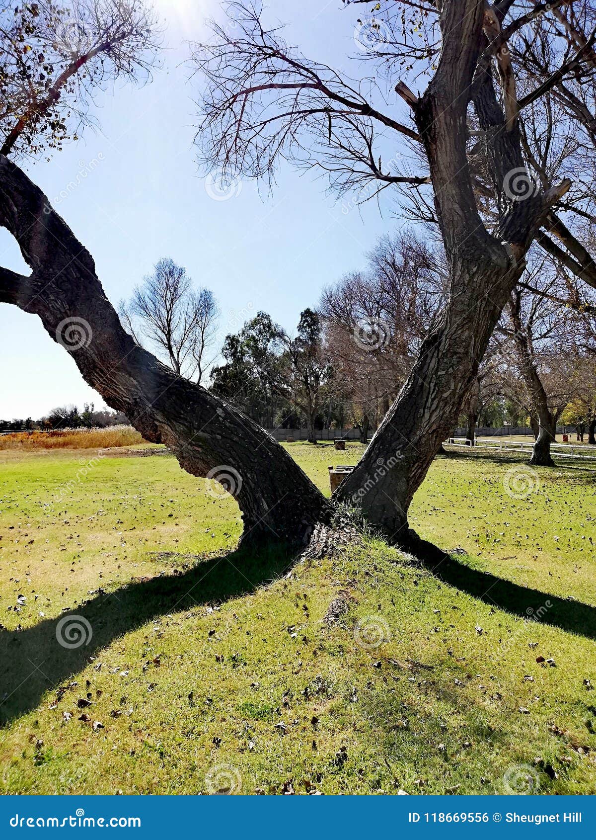 Tree stock photo. Image of shadow, trees, tree, plant - 118669556