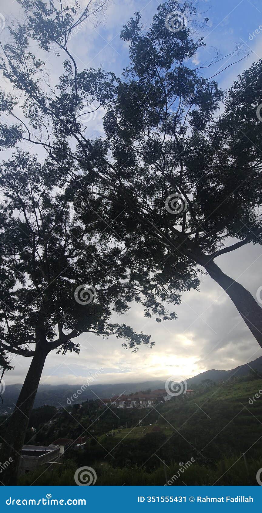 Twin trees at sunrise stock image. Image of morning - 351555431