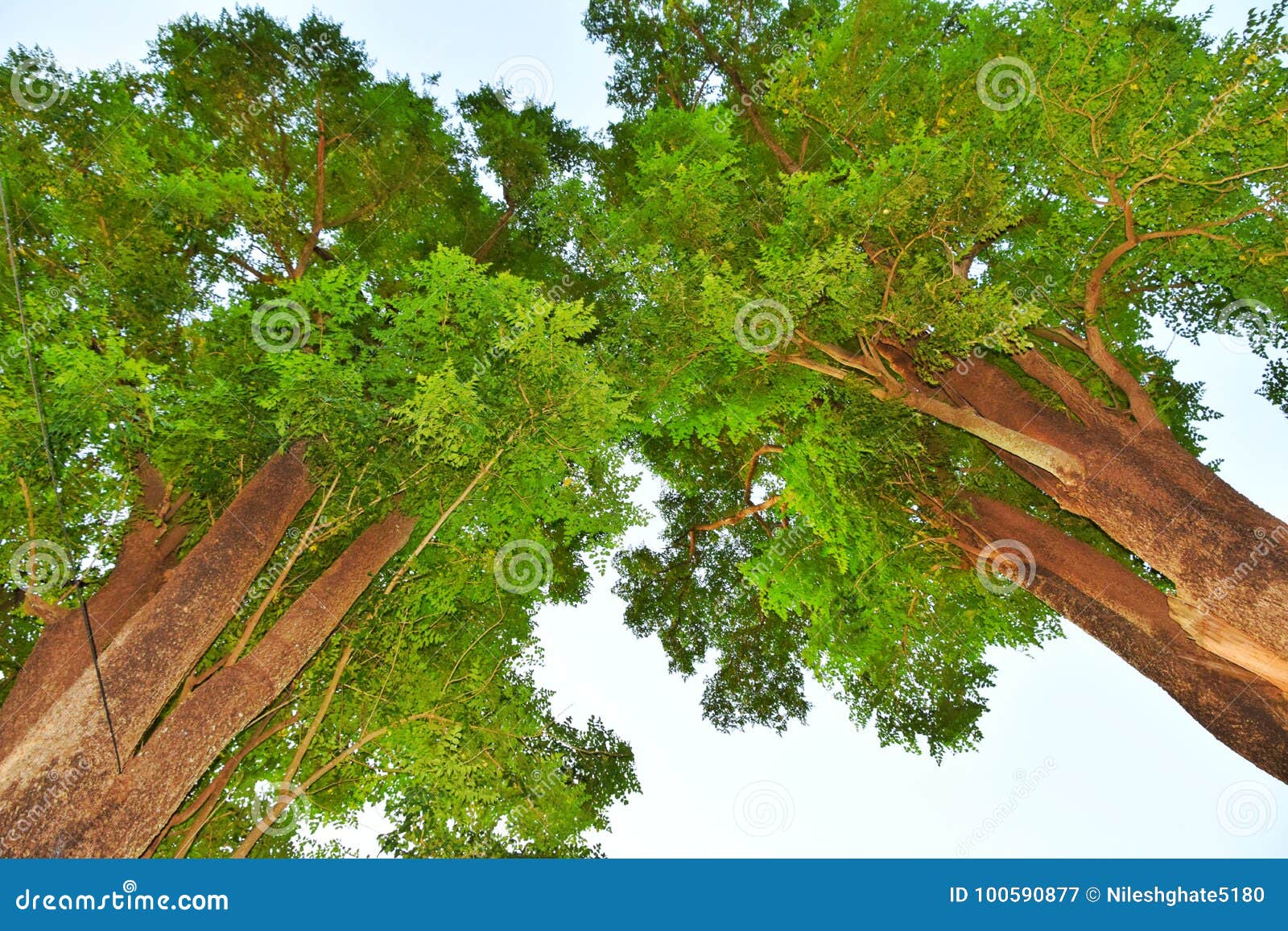 Twin trees stock image. Image of friends, twin, nature - 100590877