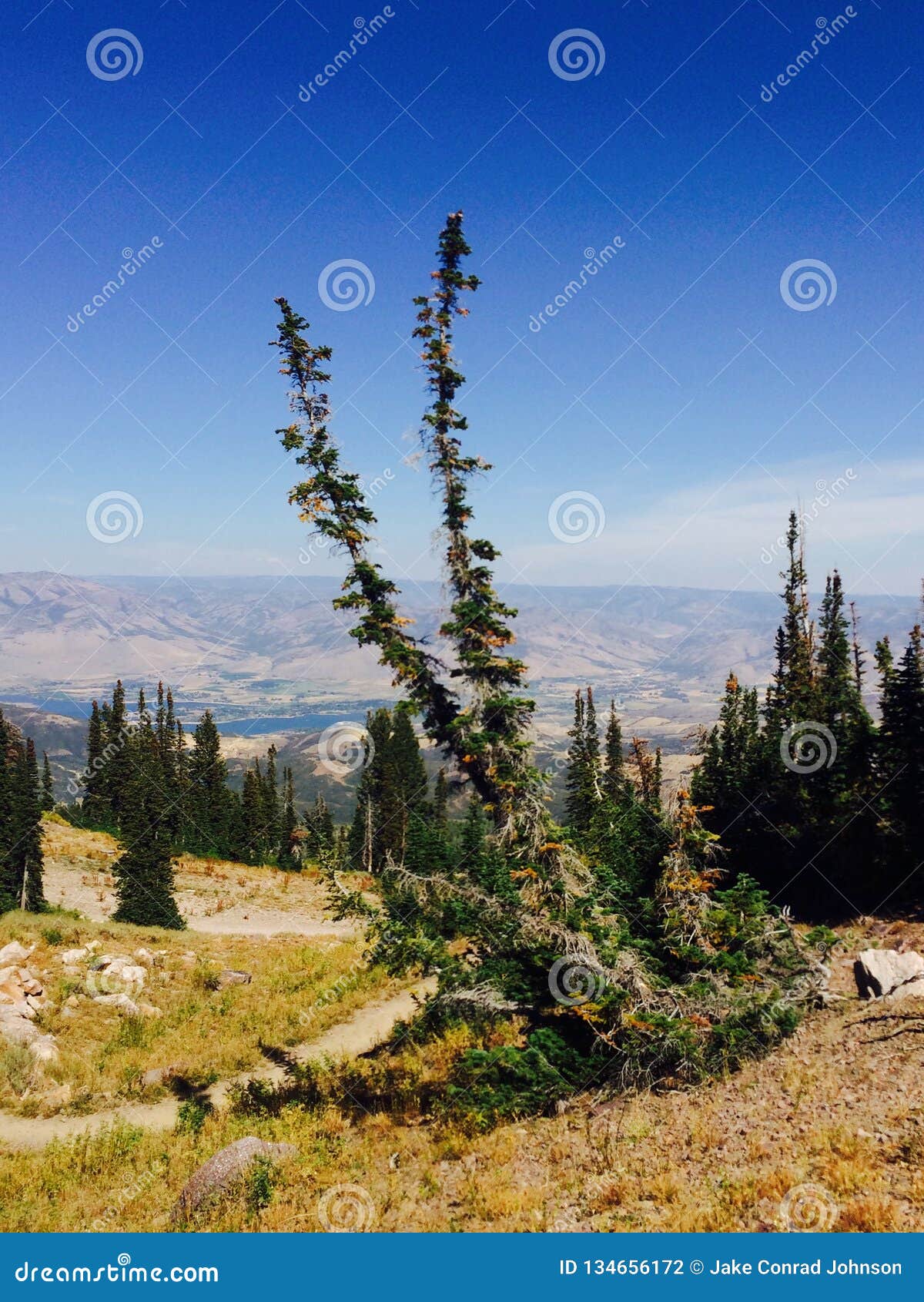 Twin trees stock photo. Image of utah, snowbasin, trees - 134656172
