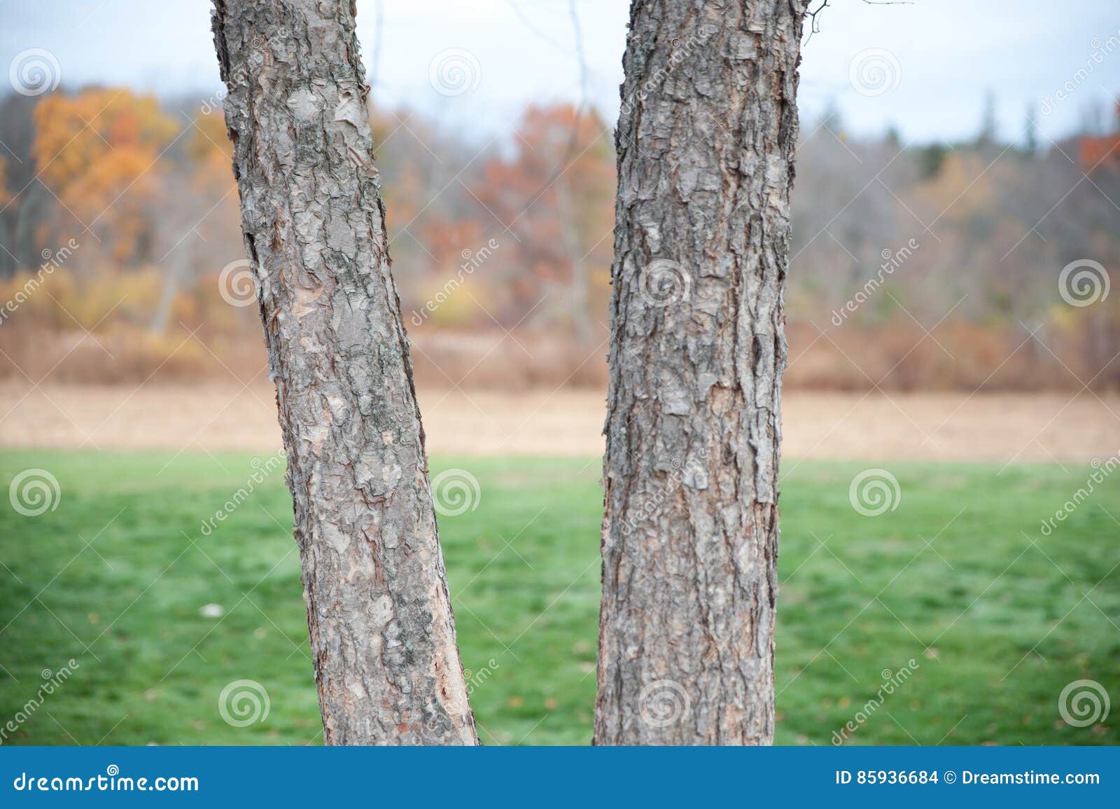 Twin Trees stock photo. Image of autumn, field, foliage - 85936684