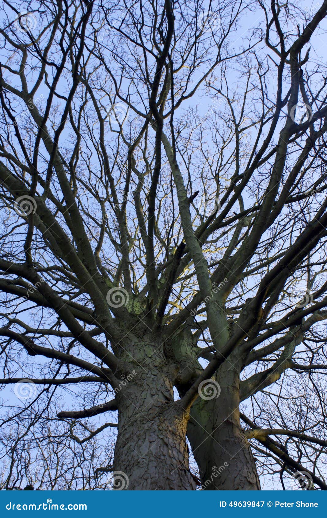 Twin trees in winter stock image. Image of january, trees - 49639847