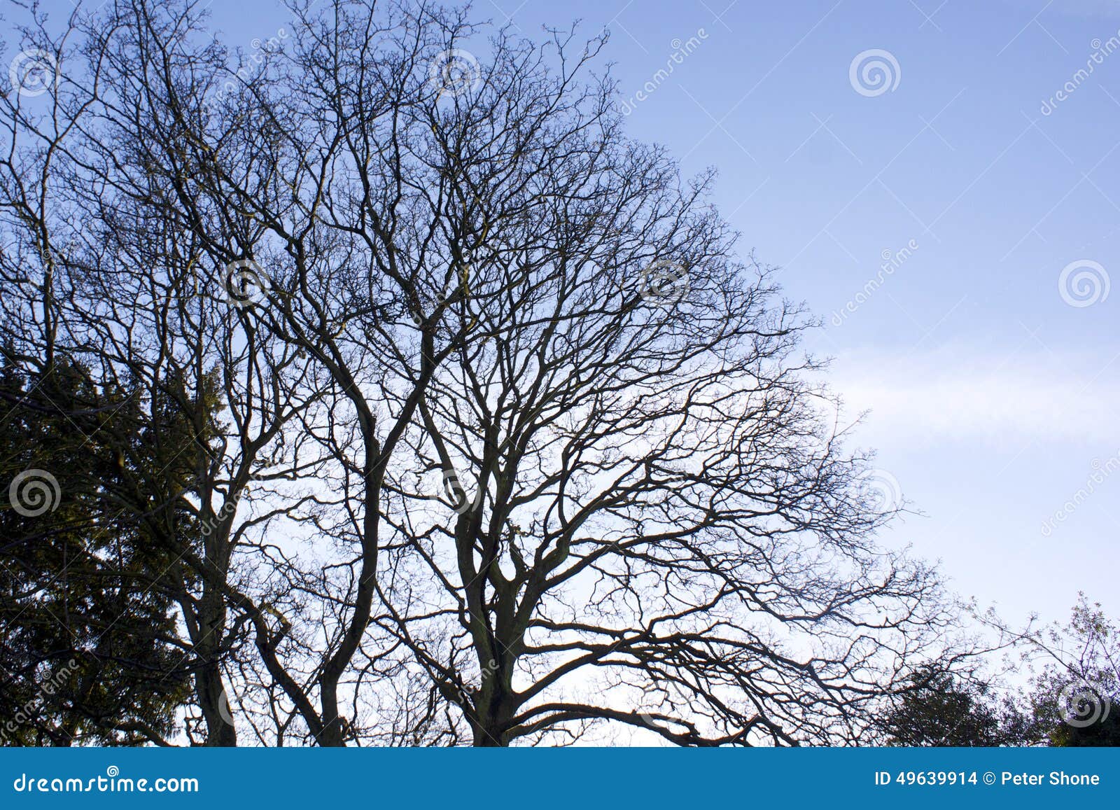 Twin trees in winter stock photo. Image of beech, clear - 49639914