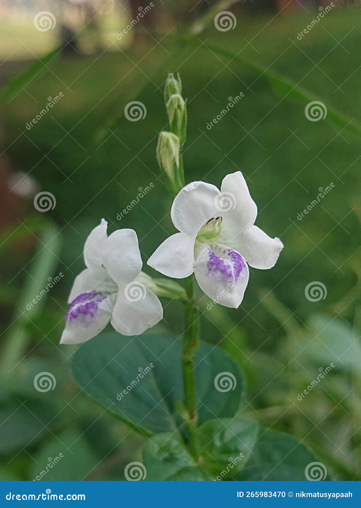 Twin White purple flower stock photo. Image of flower - 265983470