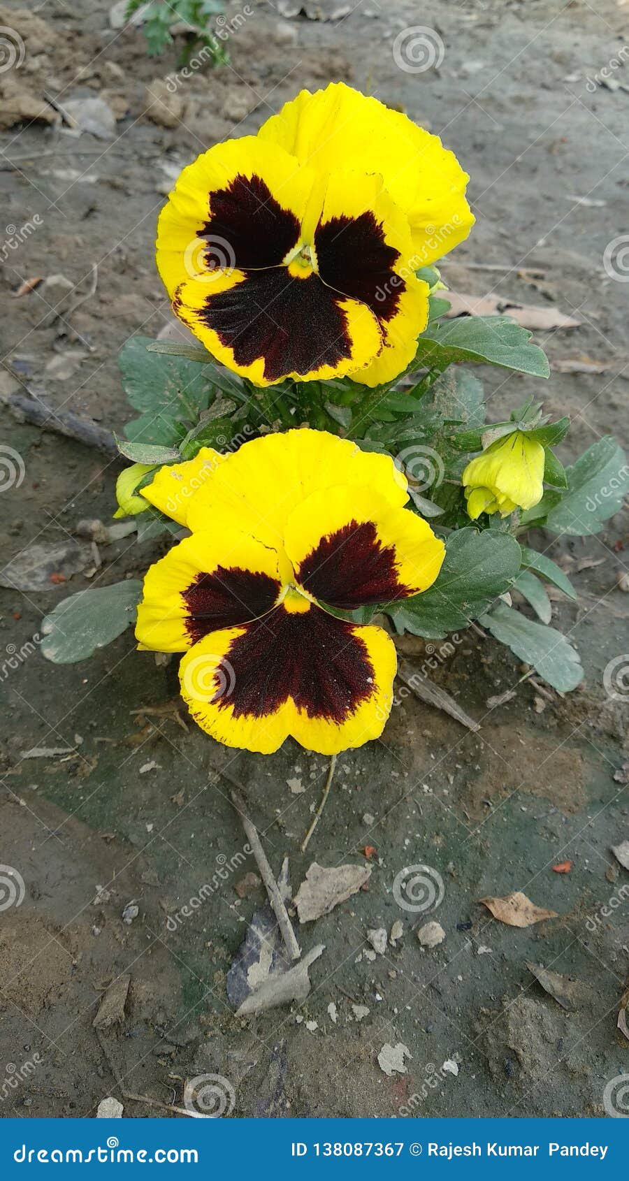 Twin yellow pancy flowers stock image. Image of twin - 138087367