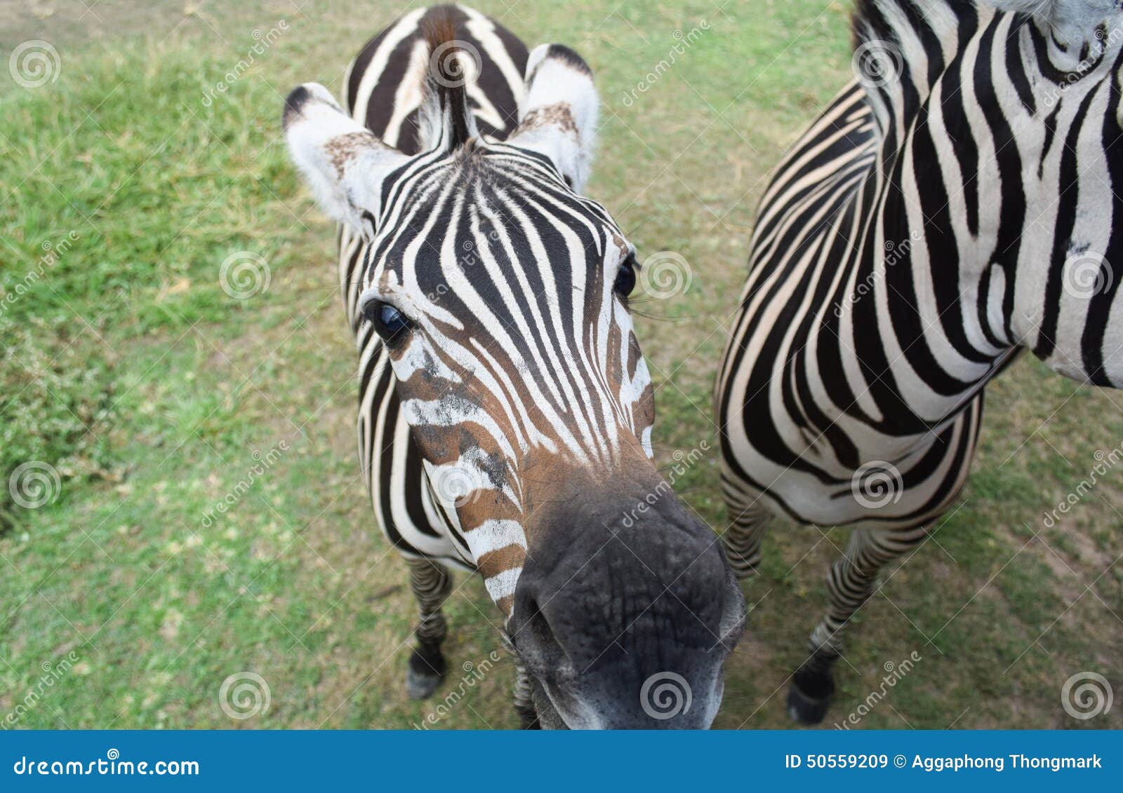 Twin zebra stock image. Image of wildlife, walking, zoom - 50559209