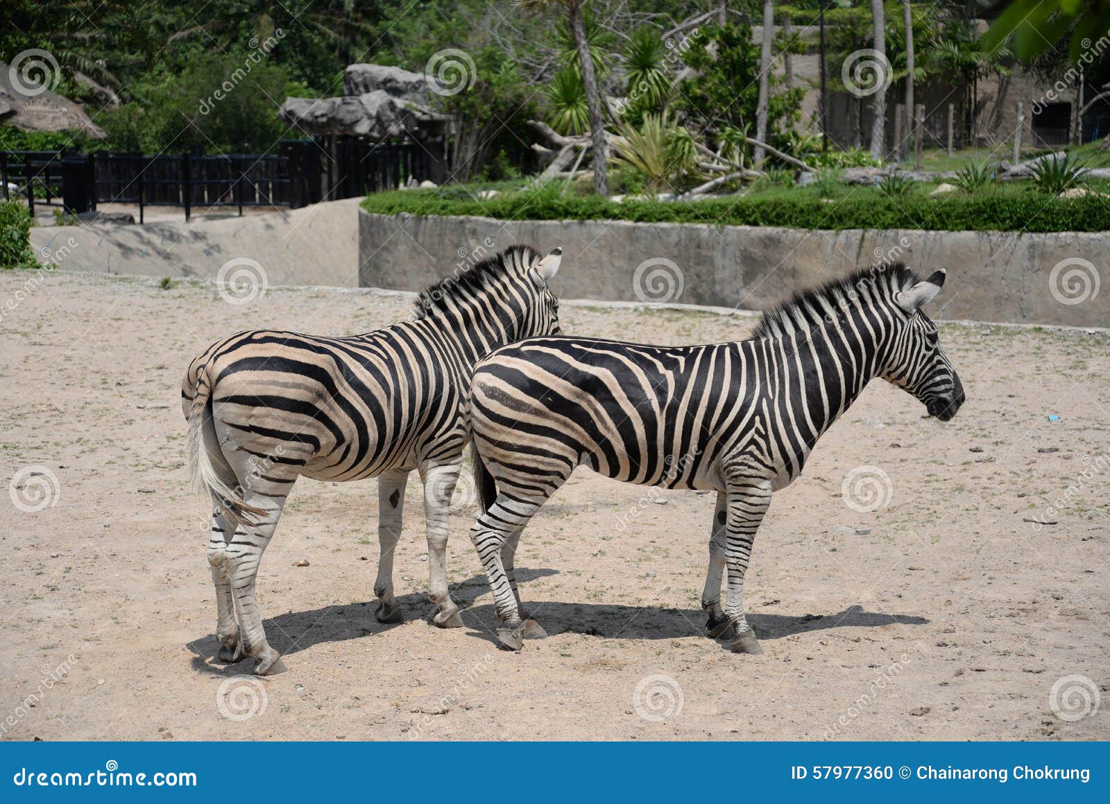 Twin zebras stock photo. Image of nature, africa, isolated - 57977360