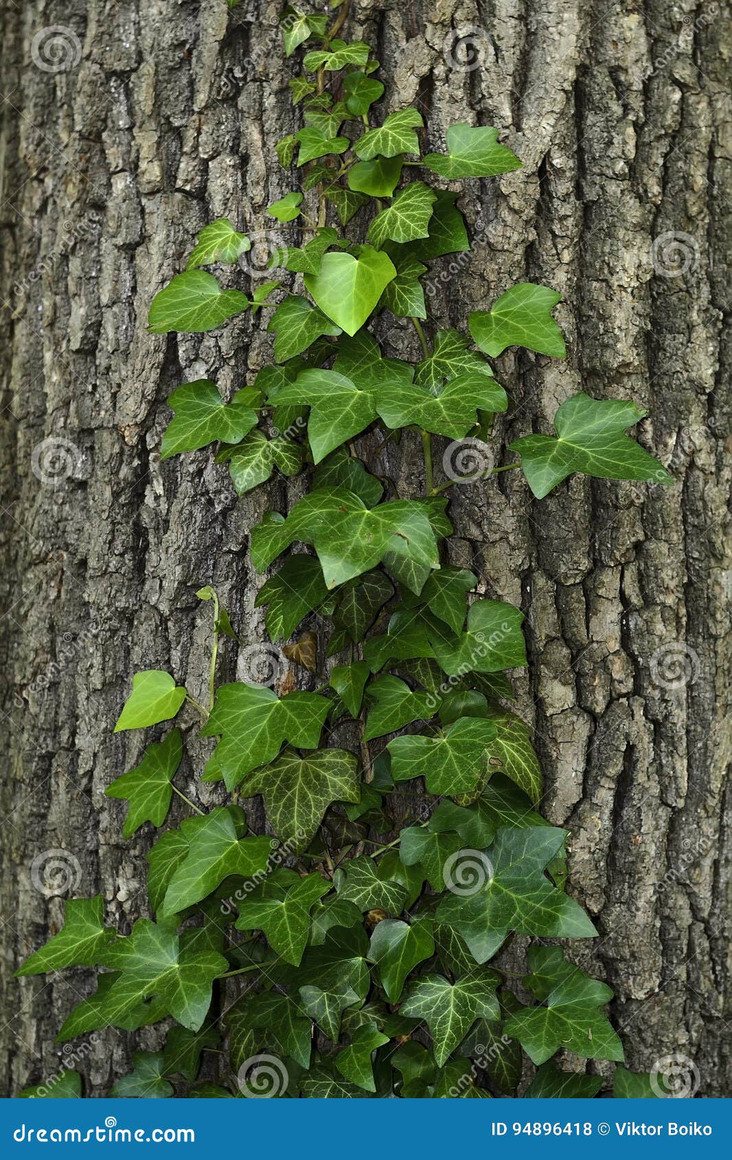 Twine Ivy on a Tree in a Forest Stock Photo - Image of thread, green ...