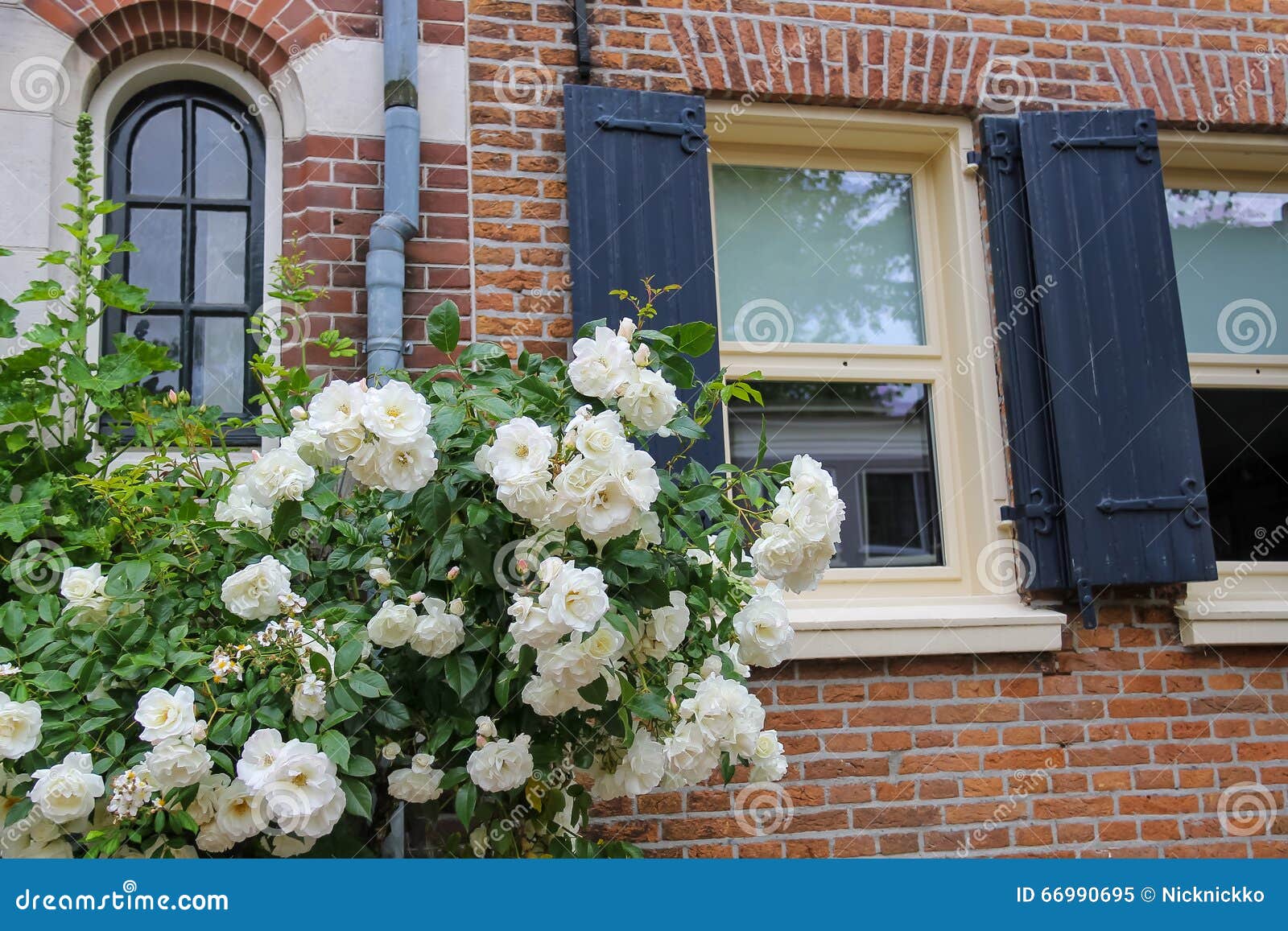 Twine Red Roses On The Facade Of The Grote Kerk (Sint-Bavokerk) Royalty ...