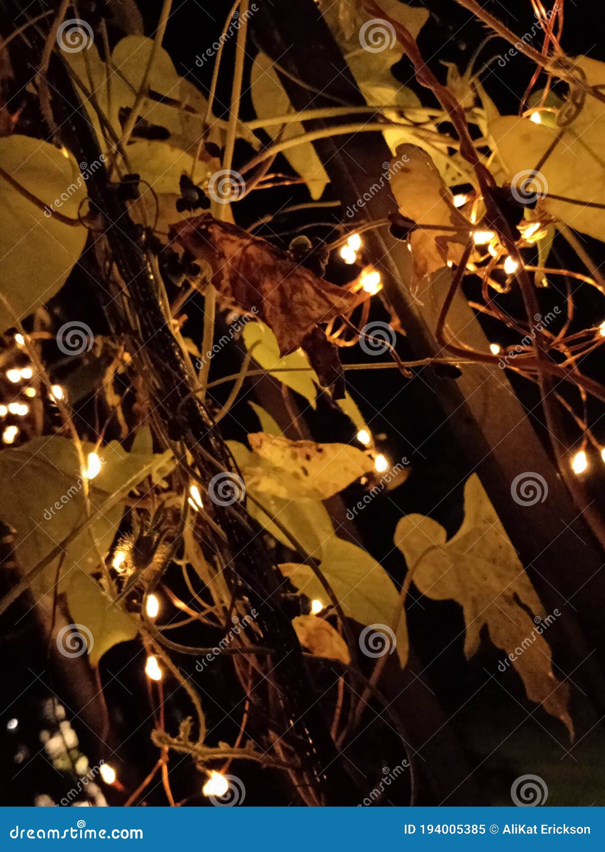 Twinkle in the Vine stock image. Image of garden, vine - 194005385