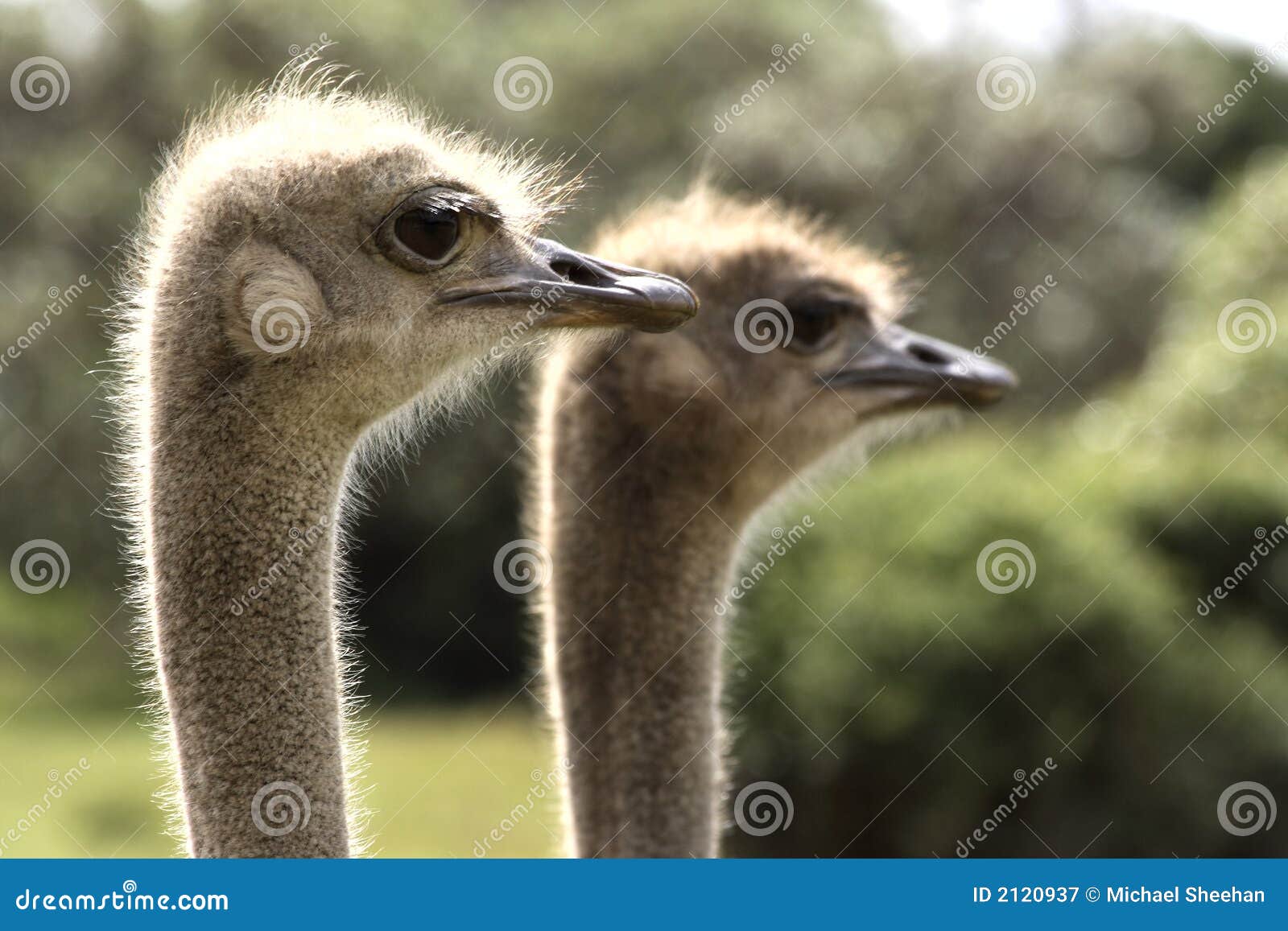 Twins stock image. Image of parks, ostrich, feeding, peck - 2120937
