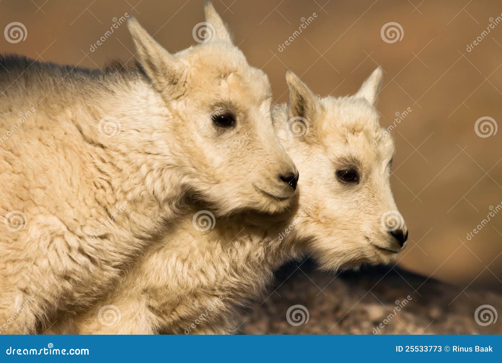 Twins stock image. Image of mammal, animal, goat, oreamnos - 25533773