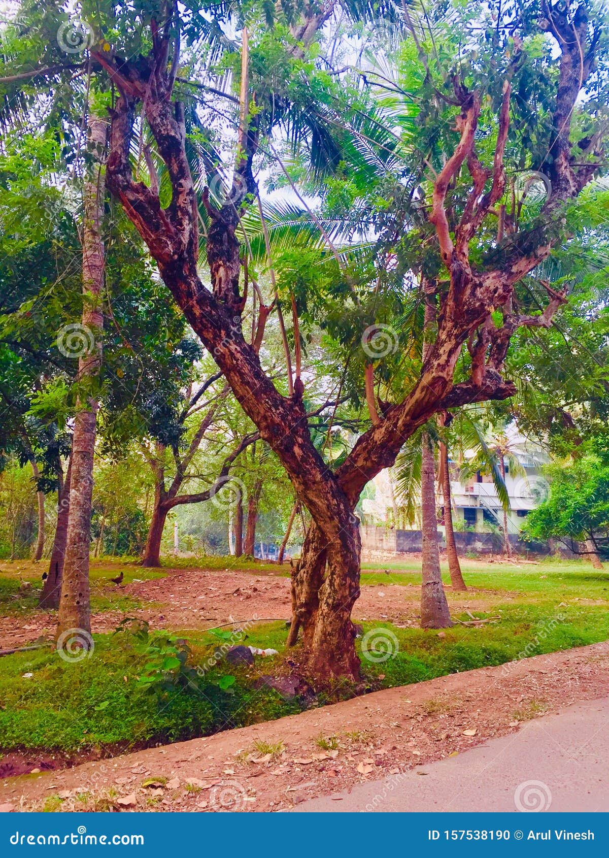 The Twins Born Tree in India / Click Using Mobile Camera / Nature Stock ...