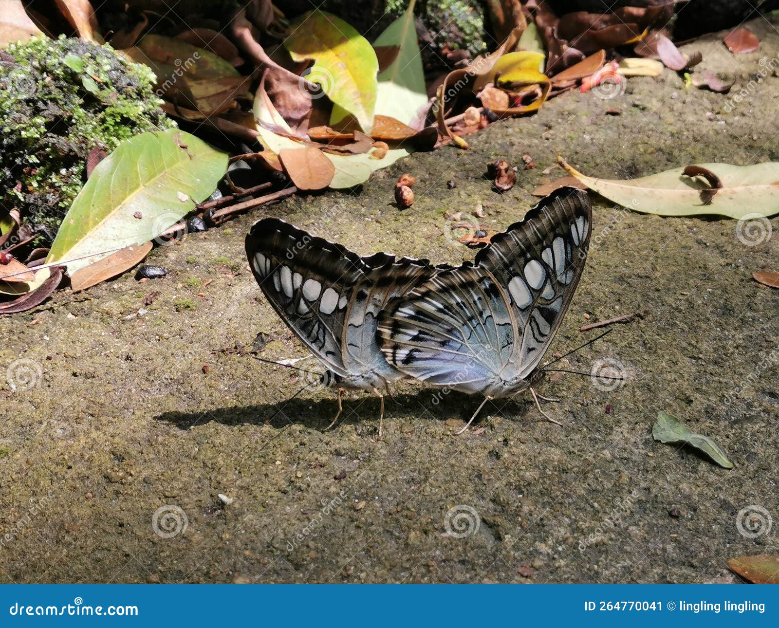 Twins butterfly ground stock image. Image of bird, nature - 264770041