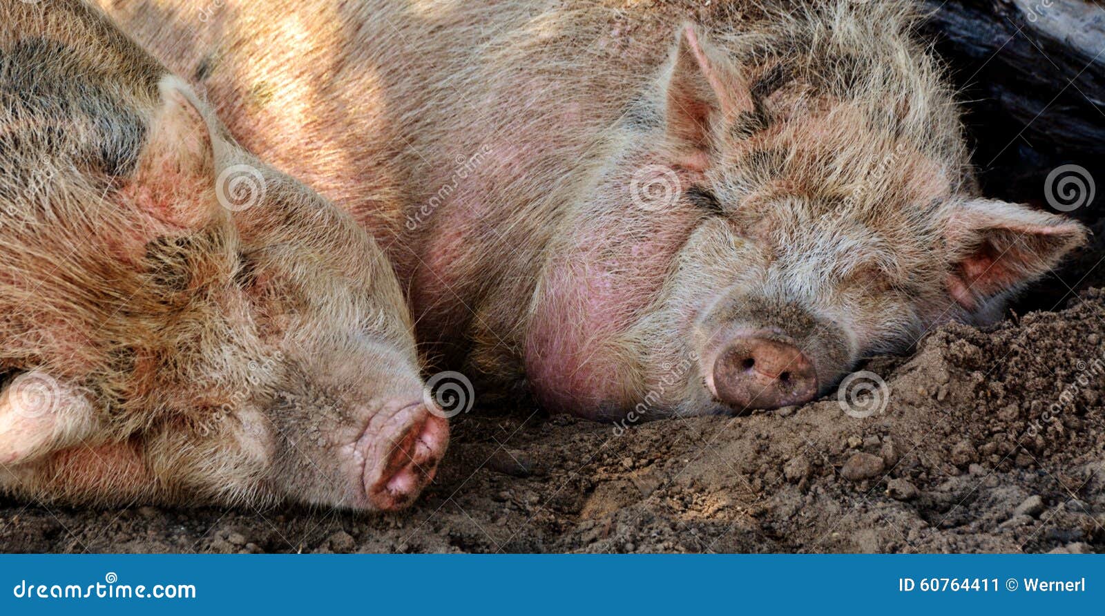 Twins stock image. Image of pink, swine, livestock, domesticated - 60764411