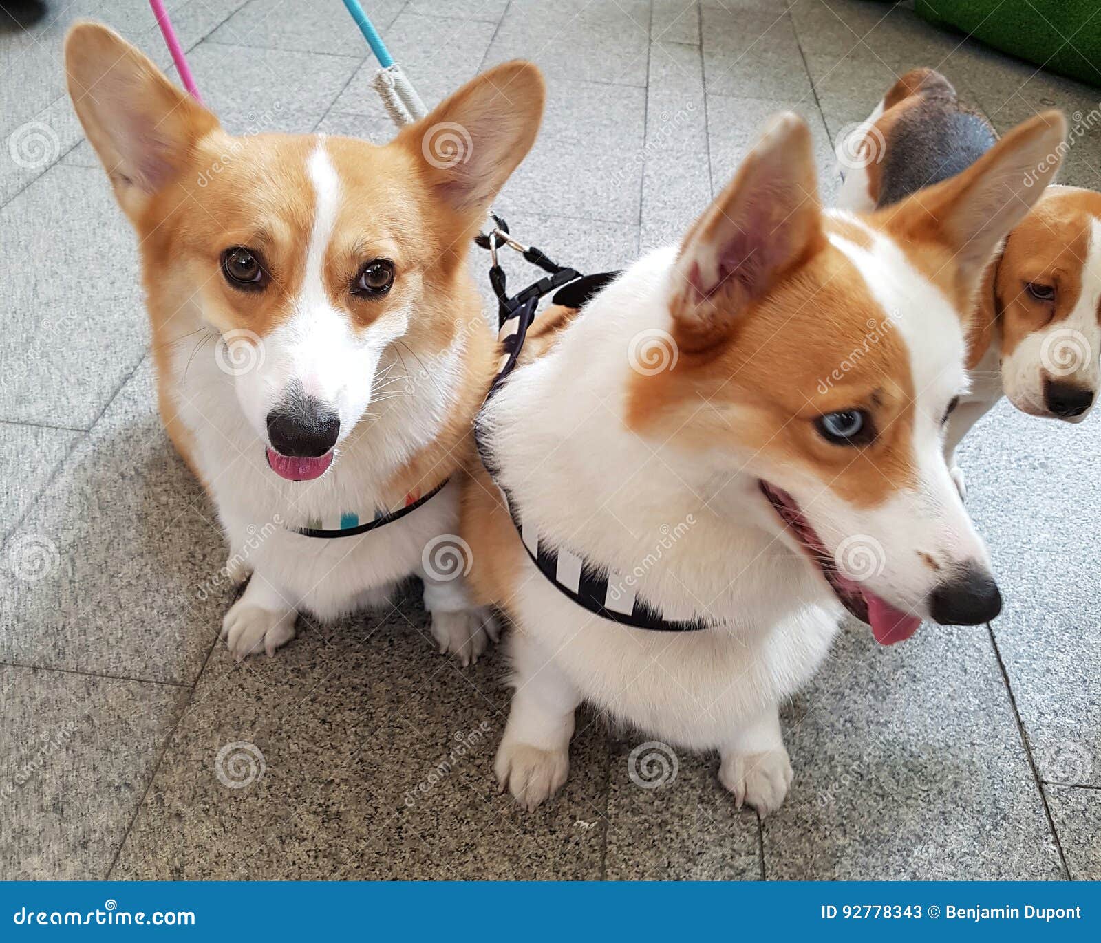 Is There Such Thing As Identical Twin Dogs