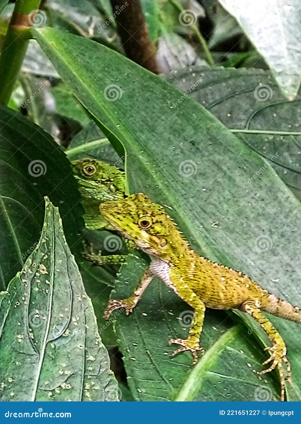 Twins dragon predator stock image. Image of reptile - 221651227