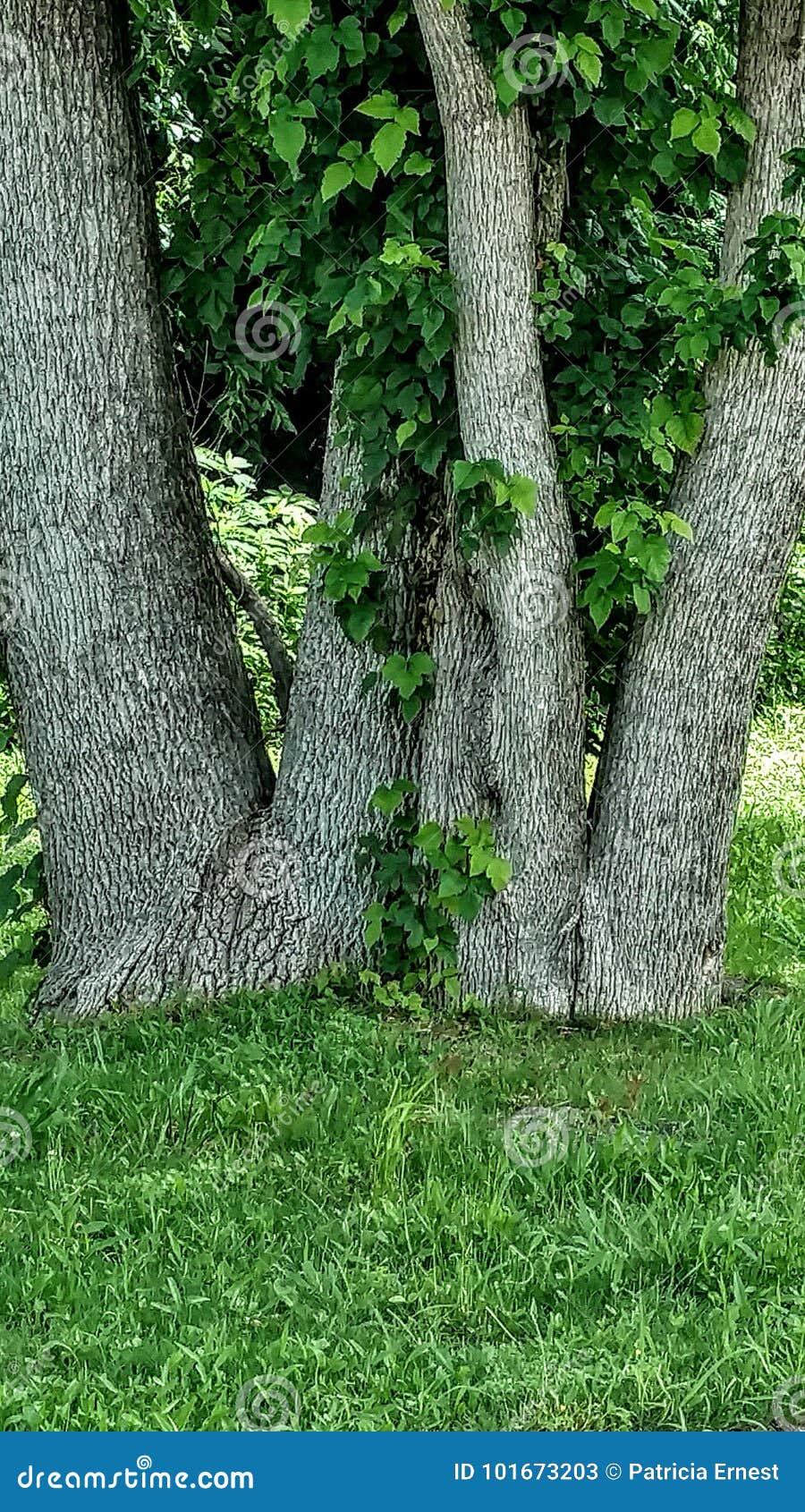 Twin peak trees stock image. Image of twins, peaks, together - 101673203