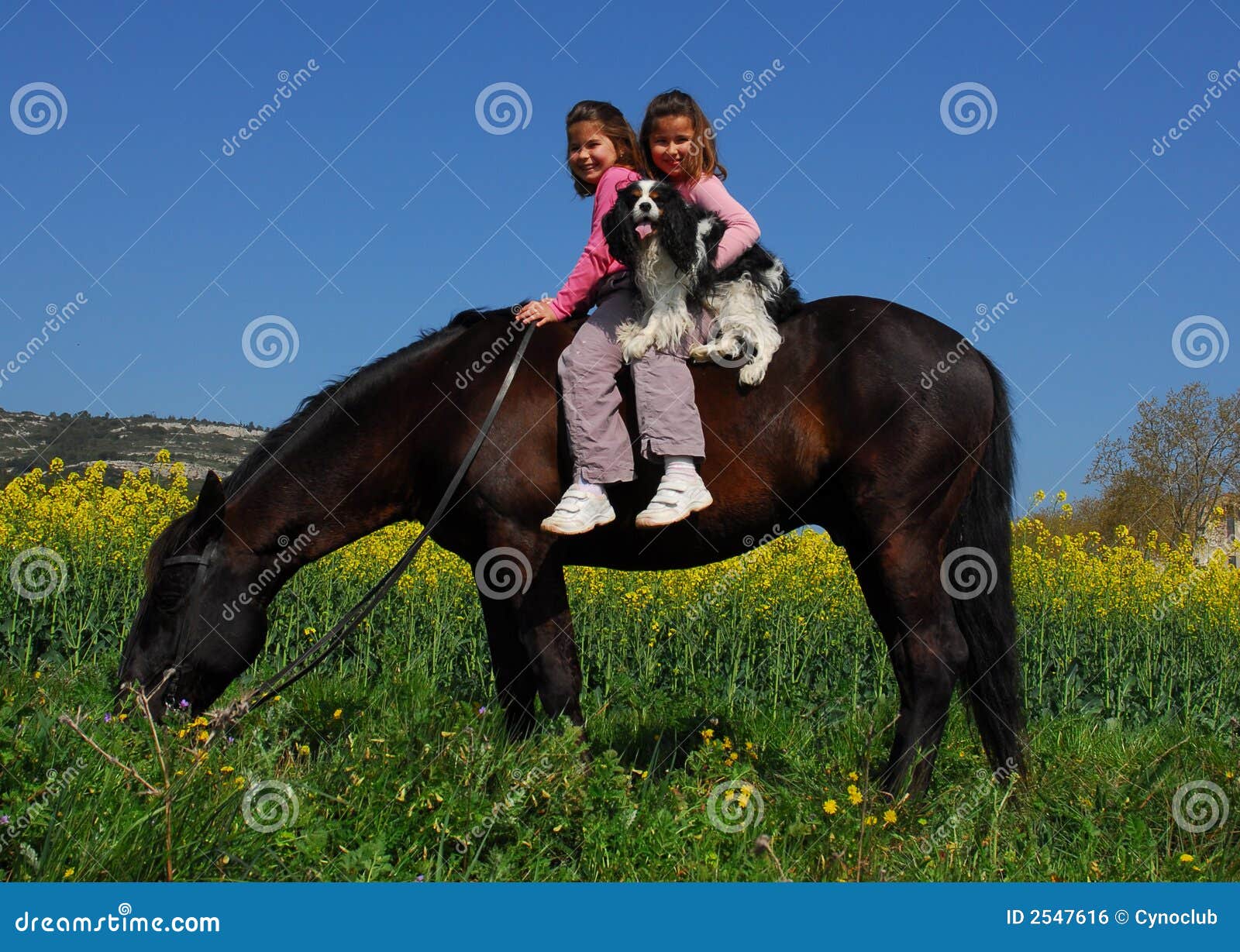 Twins and horse stock photo. Image of laid, animal, horse - 2547616