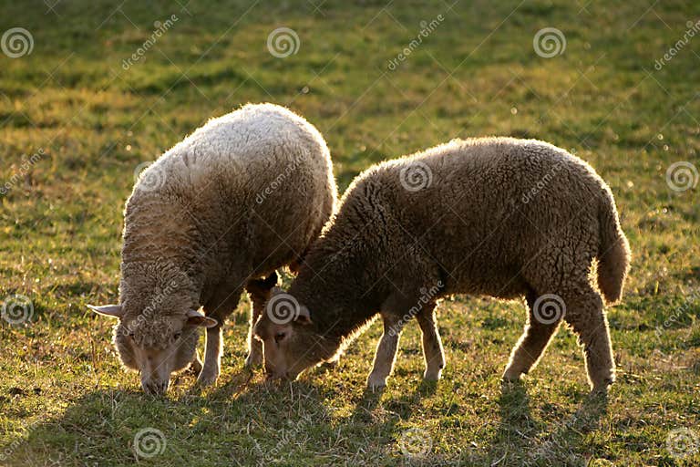 Twins - sheep stock image. Image of fleece, pasture, farm - 3182407
